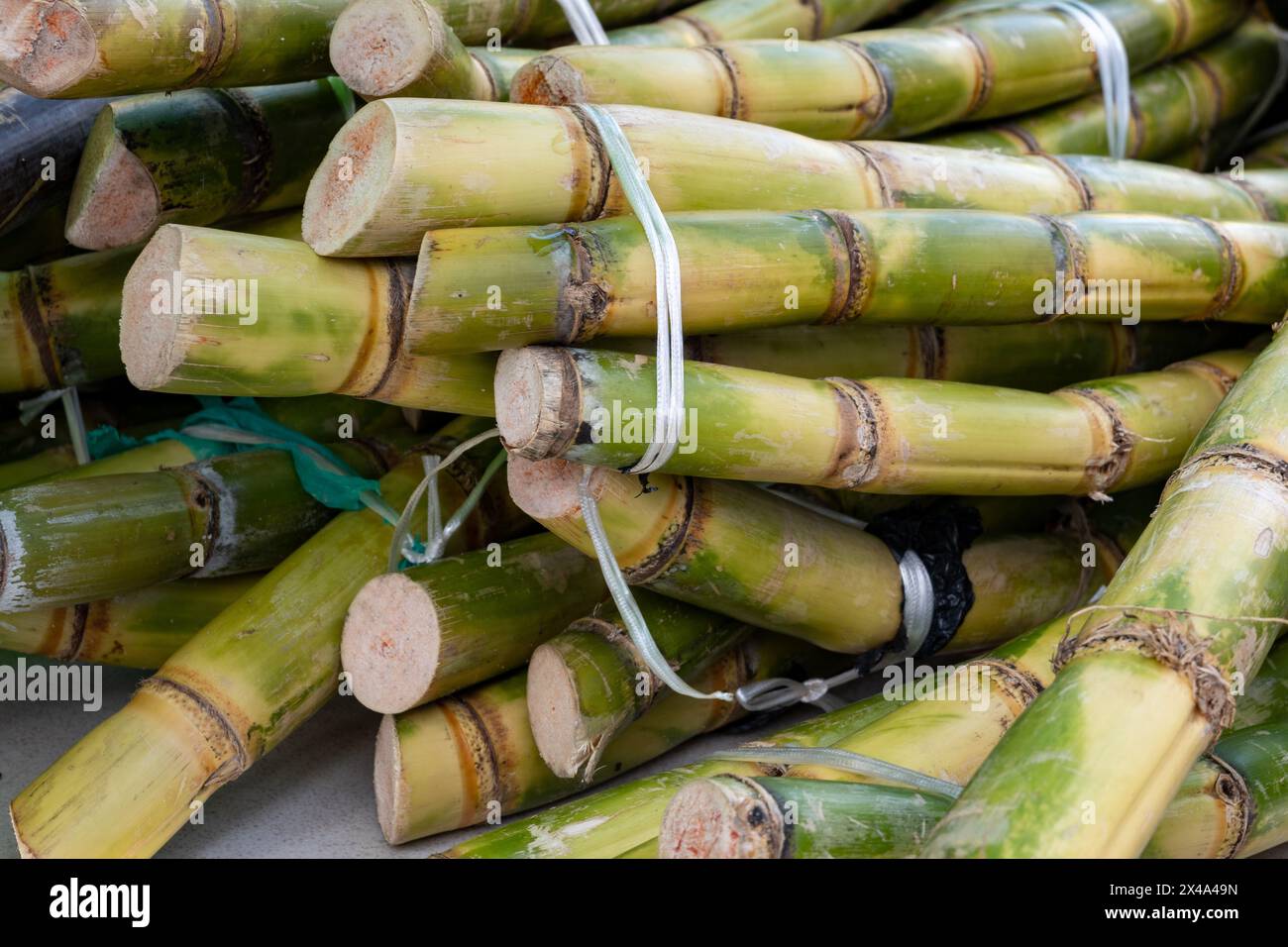 Stems of fresh sugar cane plant for squeezing sweet juice on Portobello ...