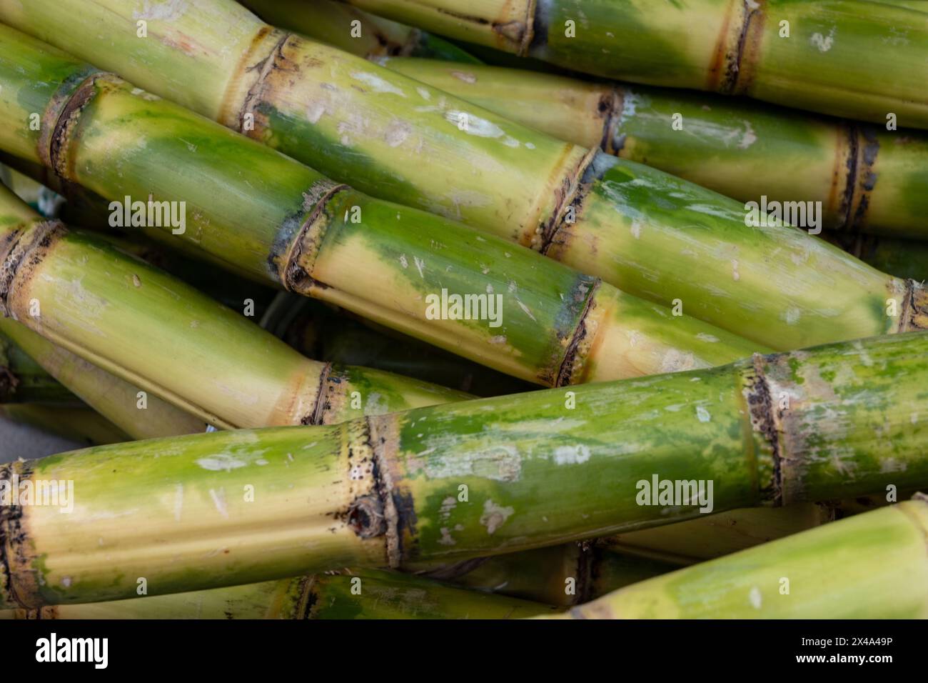 Stems of fresh sugar cane plant for squeezing sweet juice on Portobello ...