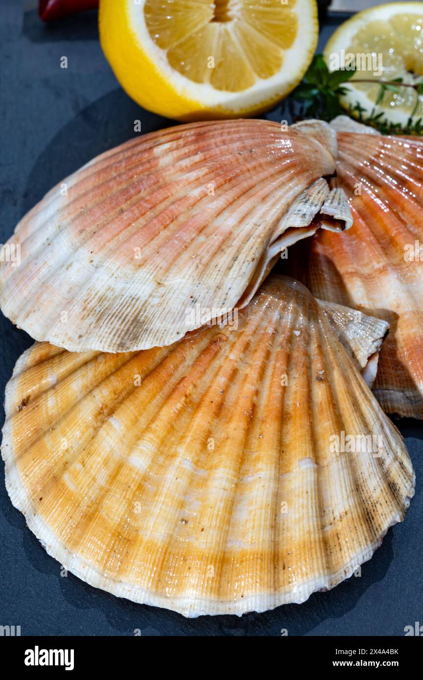 Atlantic bay scallops coquille St. James sea shells, catch of the day ...