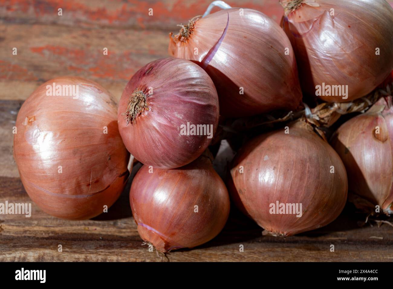 Bunch of french AOP strong pink onions from Roscoff village in Brittany ...
