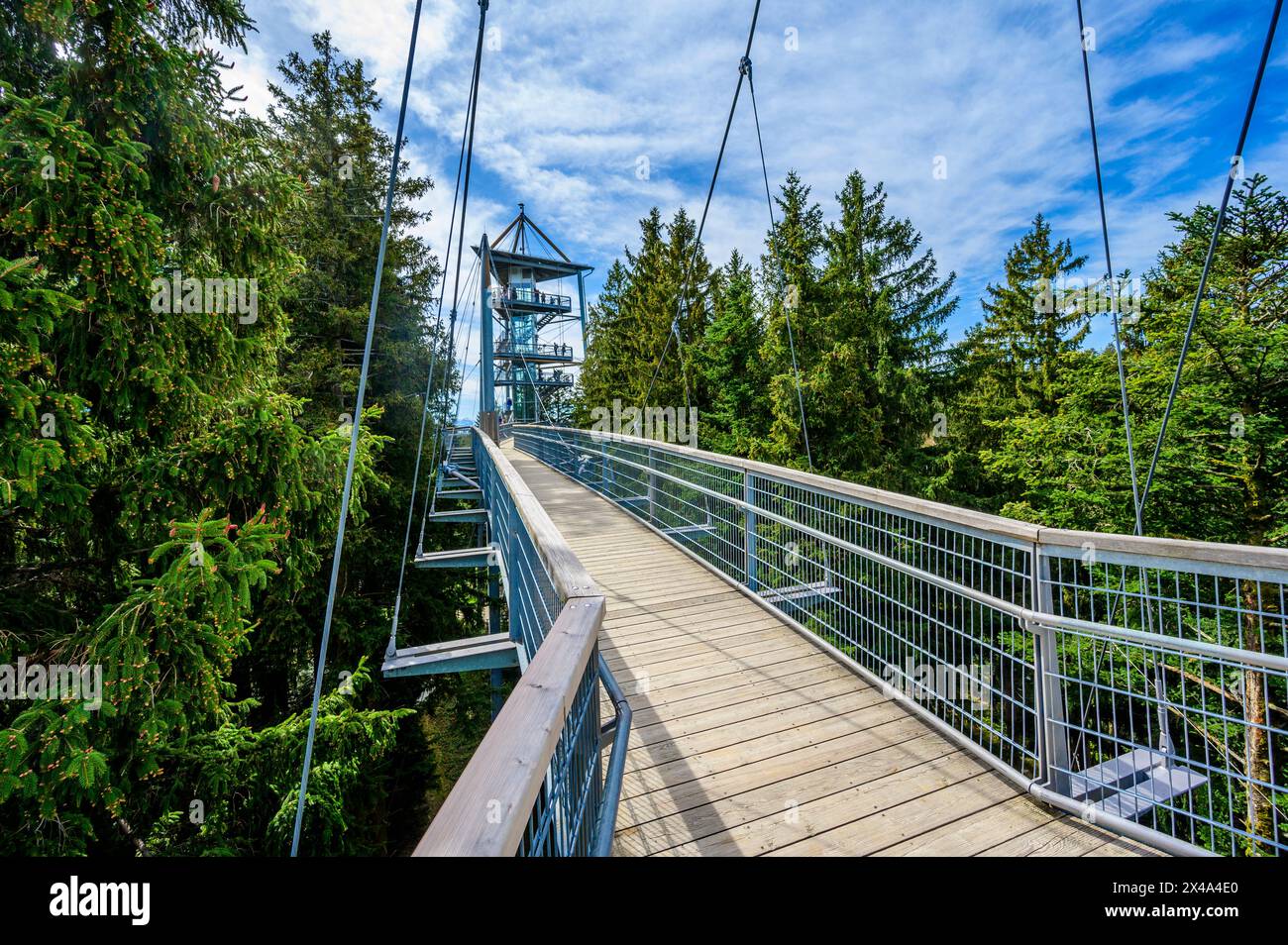 View of the tree top path and trail in beautiful mountain scenery ...