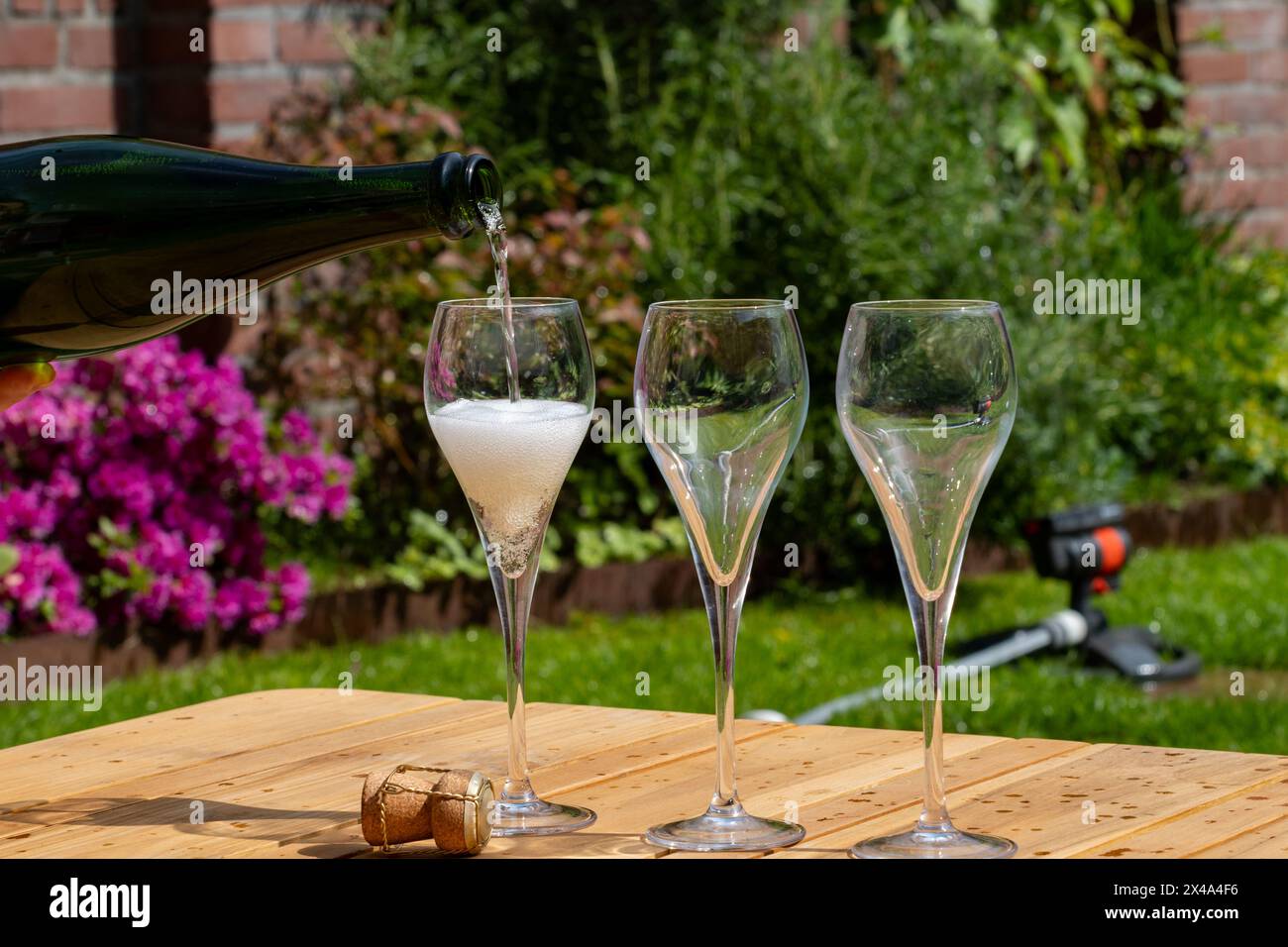 Picnic in summer garden with glasses of brut champagne sparkling wine or cava, cremant produced ...