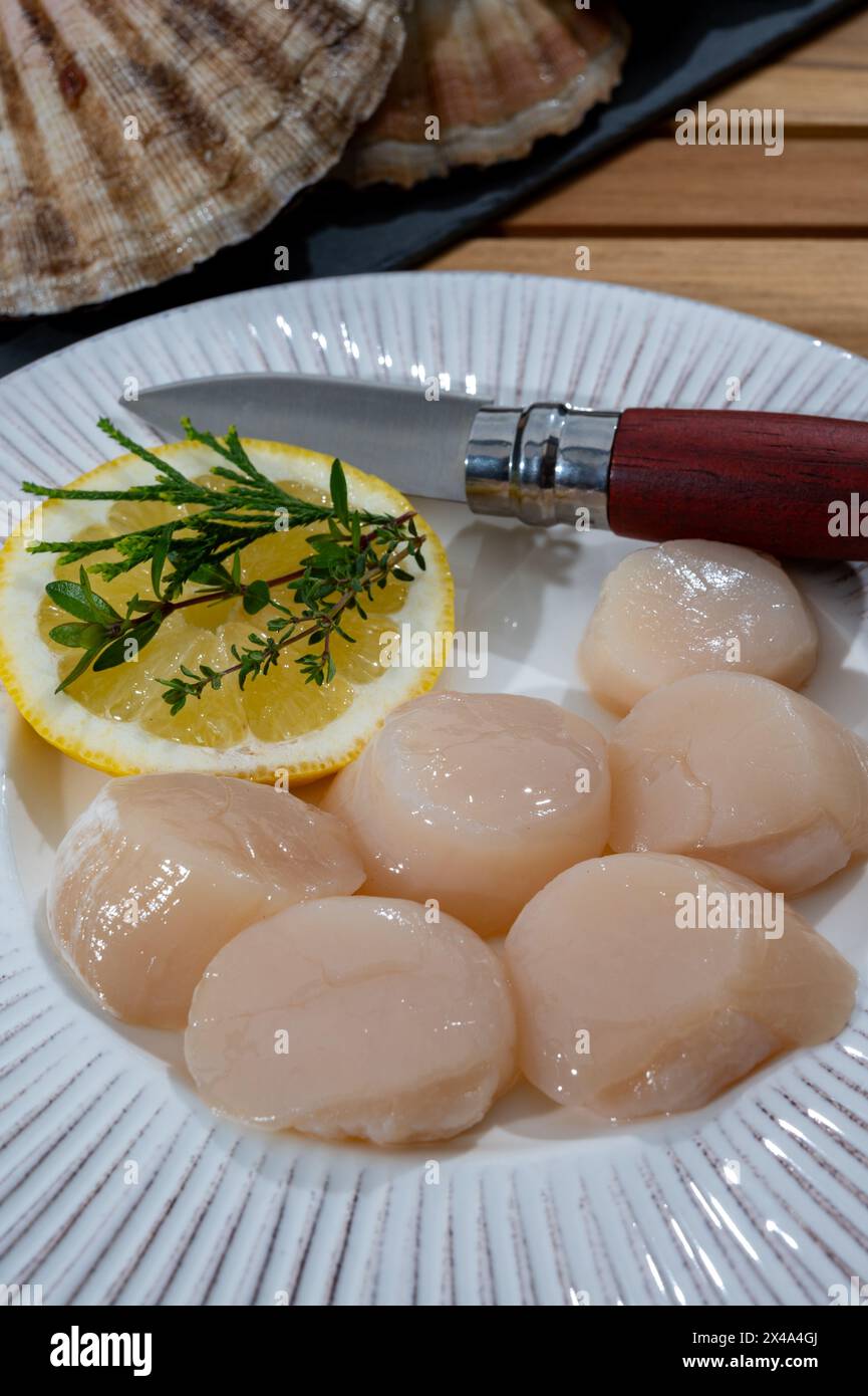 Atlantic bay scallops coquille St. James sea shells, in shells and ...