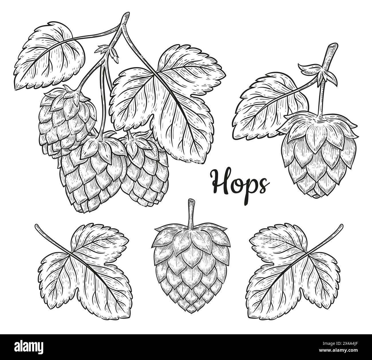 Hops beer plant Humulus lupulus herb branch botanical outline sketch ...