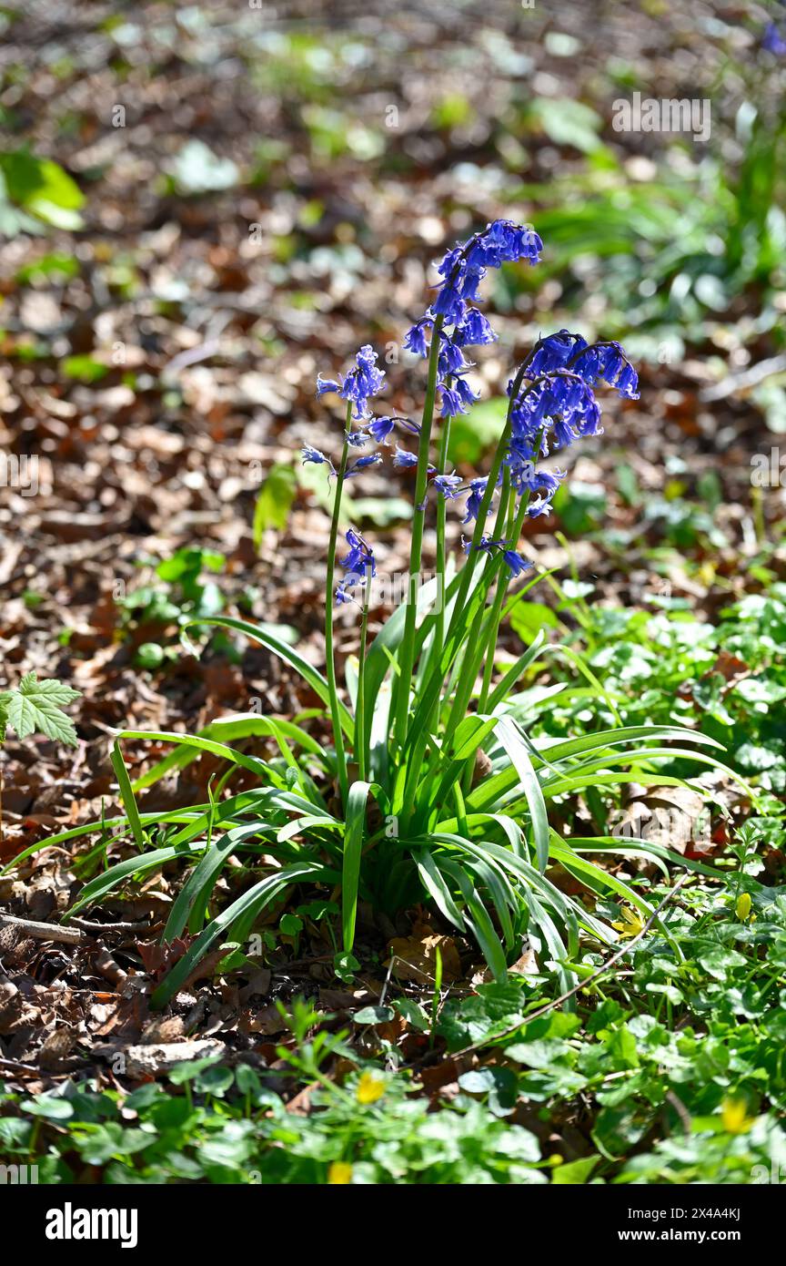 Beautiful blue spring flowers of English Bluebells, Hyacinthoides non ...