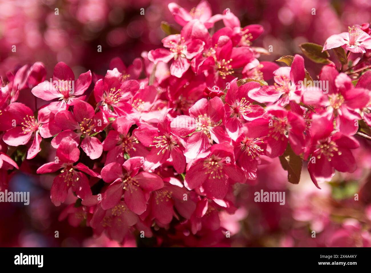 Pink blossom trees bloom hi-res stock photography and images - Alamy