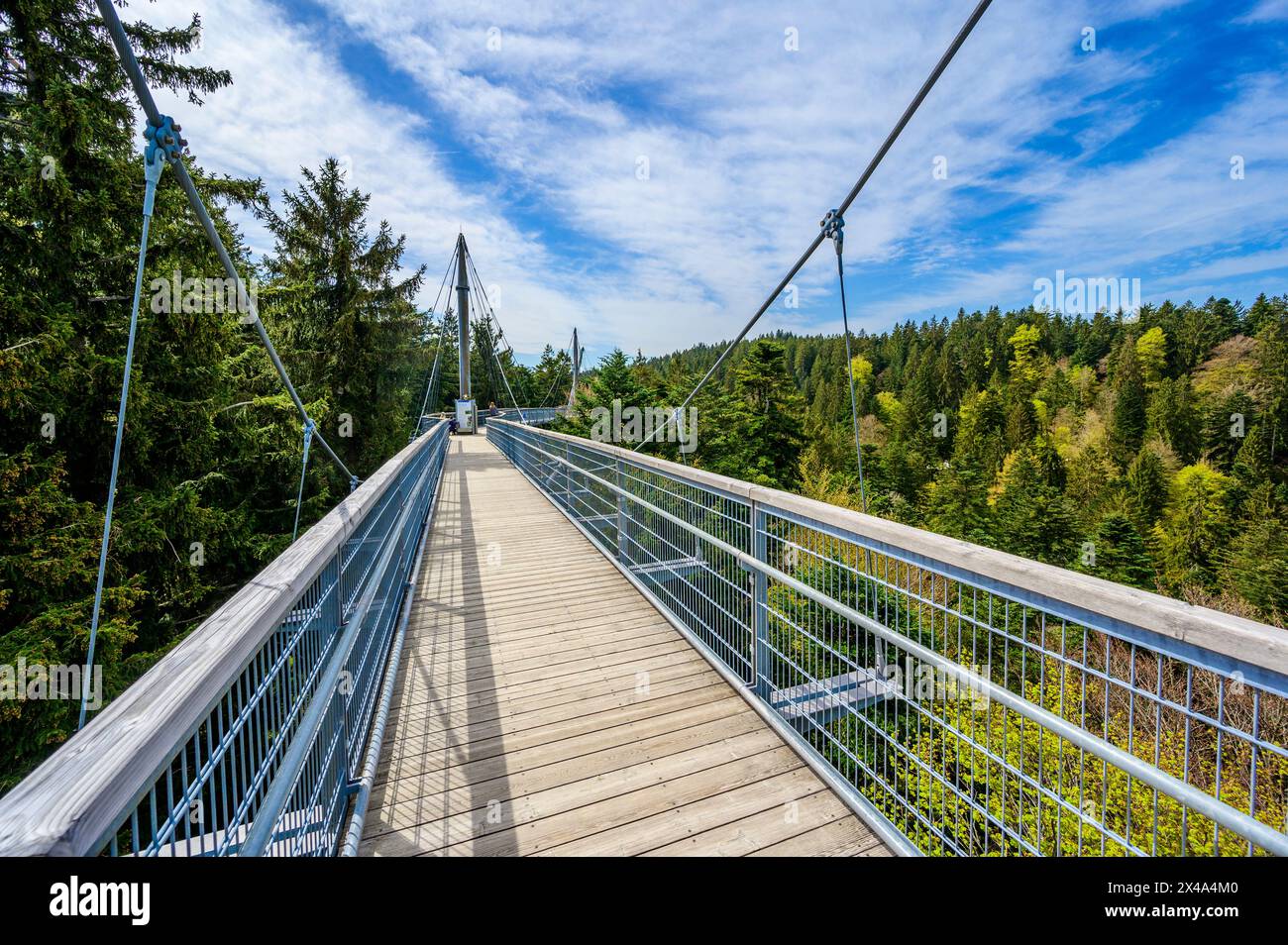 View of the tree top path and trail in beautiful mountain scenery ...
