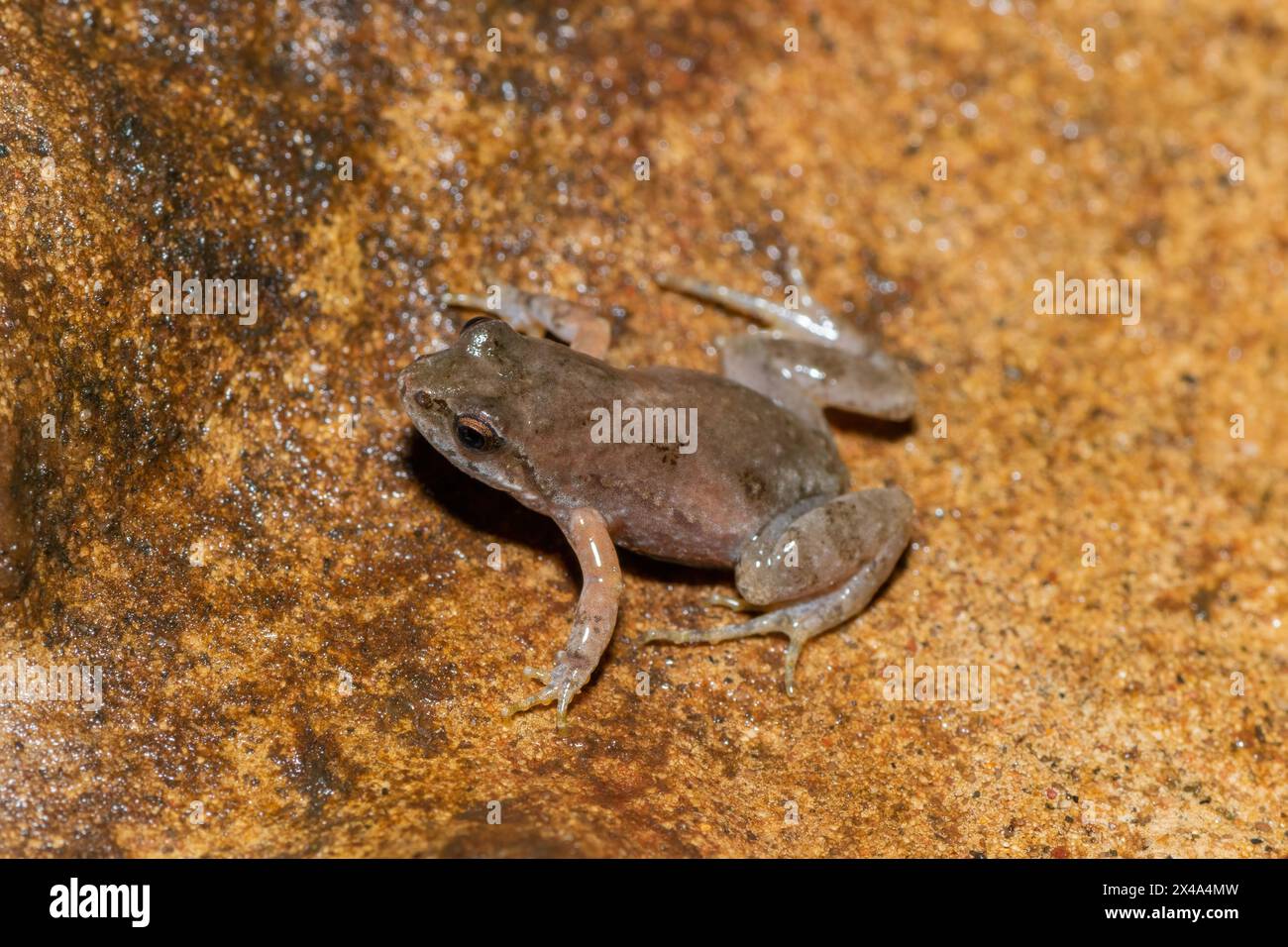 Boettger's dainty frog, or common caco (Cacosternum boettgeri Stock ...