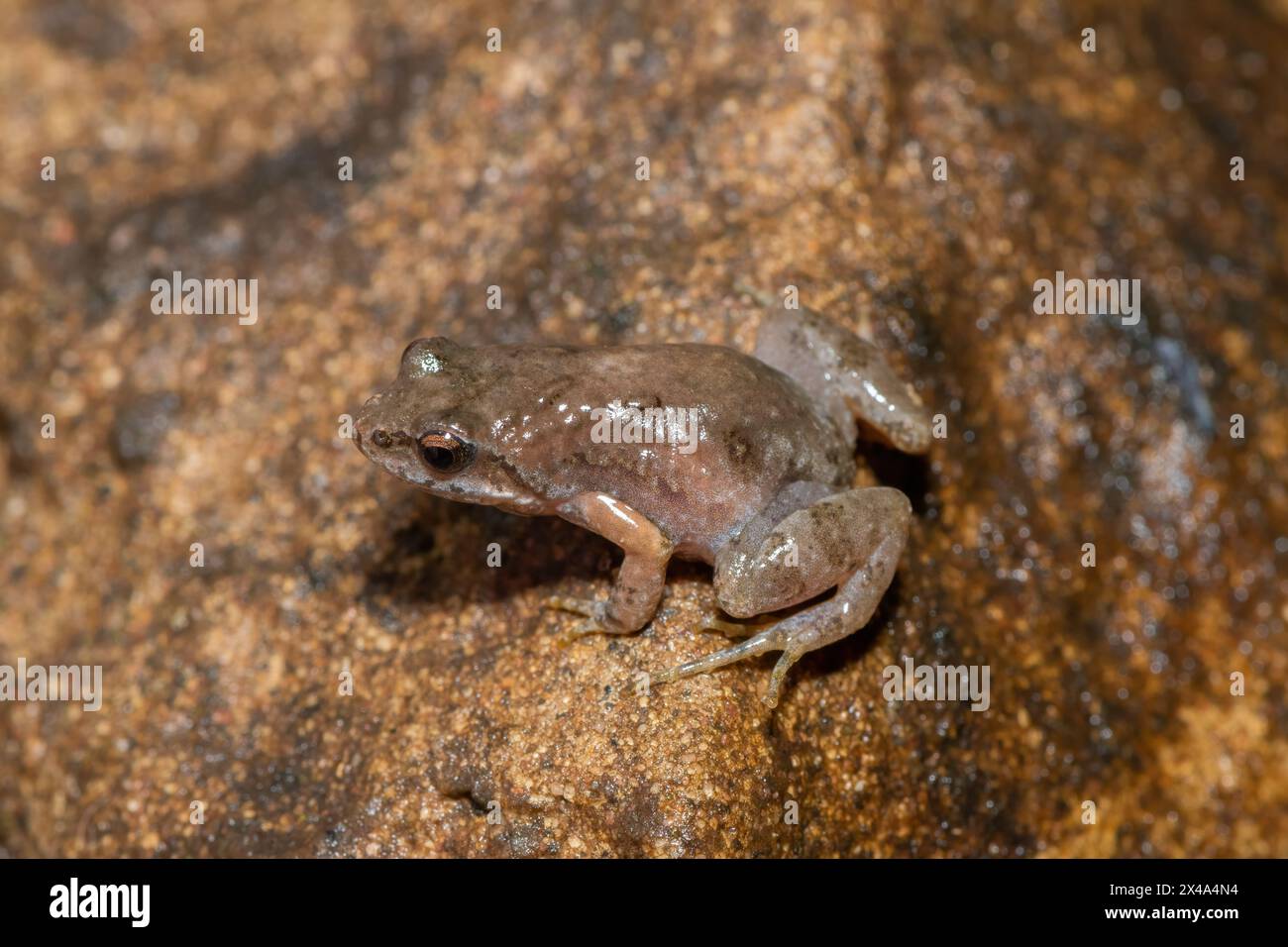 Boettger's dainty frog, or common caco (Cacosternum boettgeri Stock ...