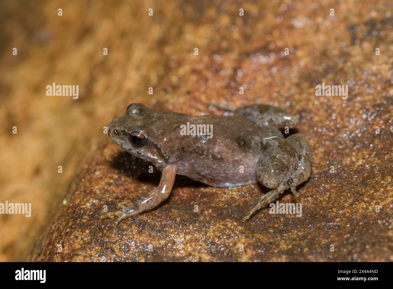 Boettger's dainty frog, or common caco (Cacosternum boettgeri Stock ...