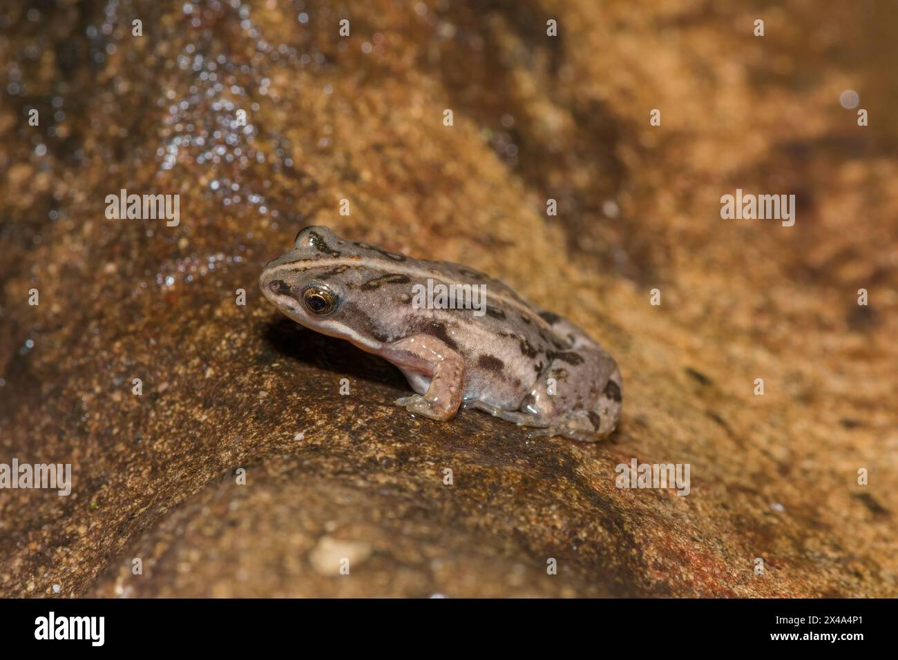 Boettger's dainty frog, or common caco (Cacosternum boettgeri Stock ...