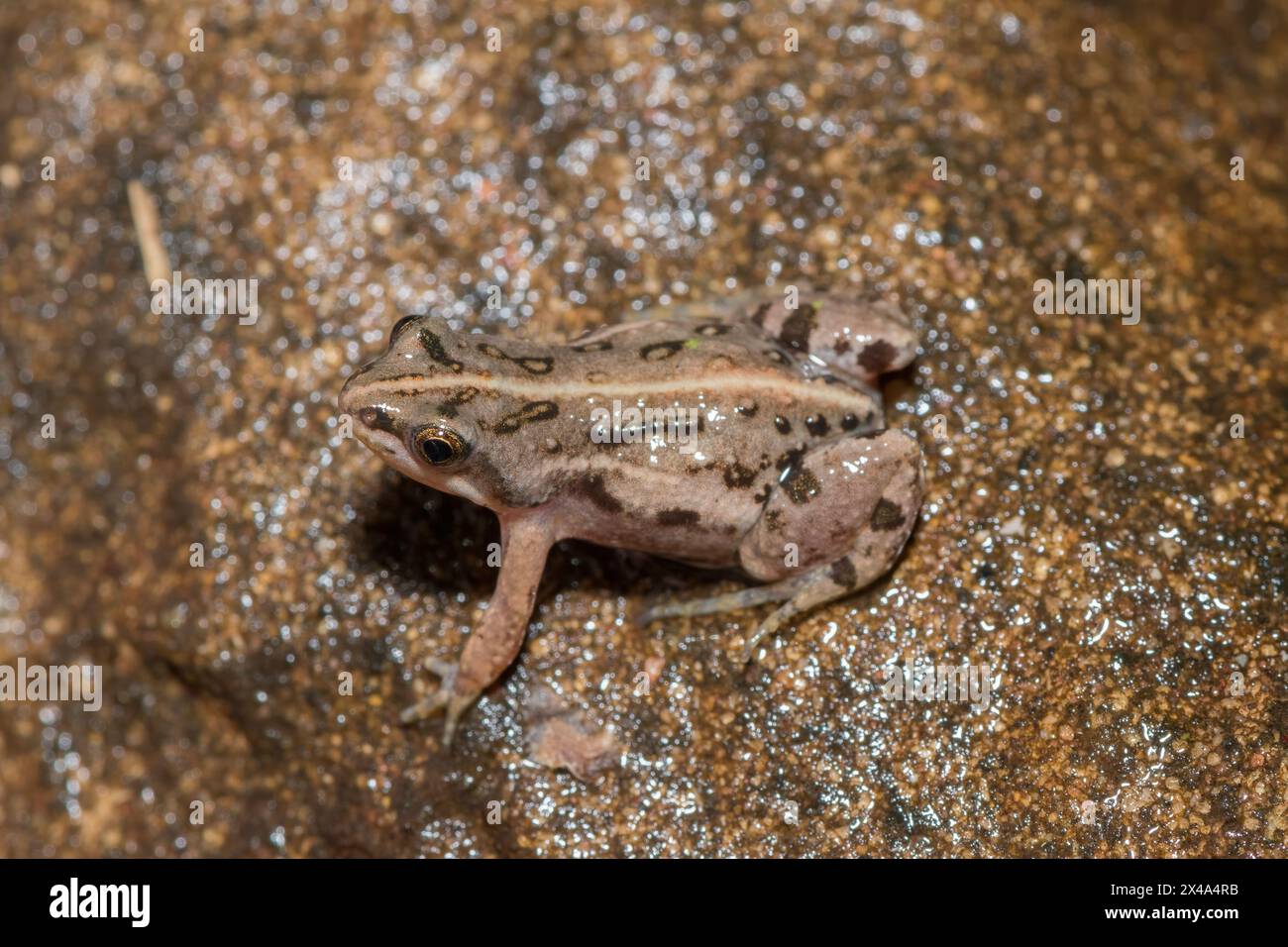 Boettger's dainty frog, or common caco (Cacosternum boettgeri Stock ...