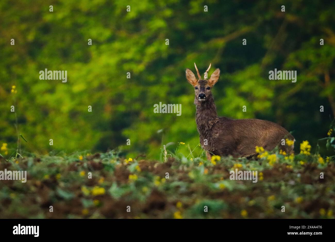 Photography of wild animals hi-res stock photography and images - Alamy