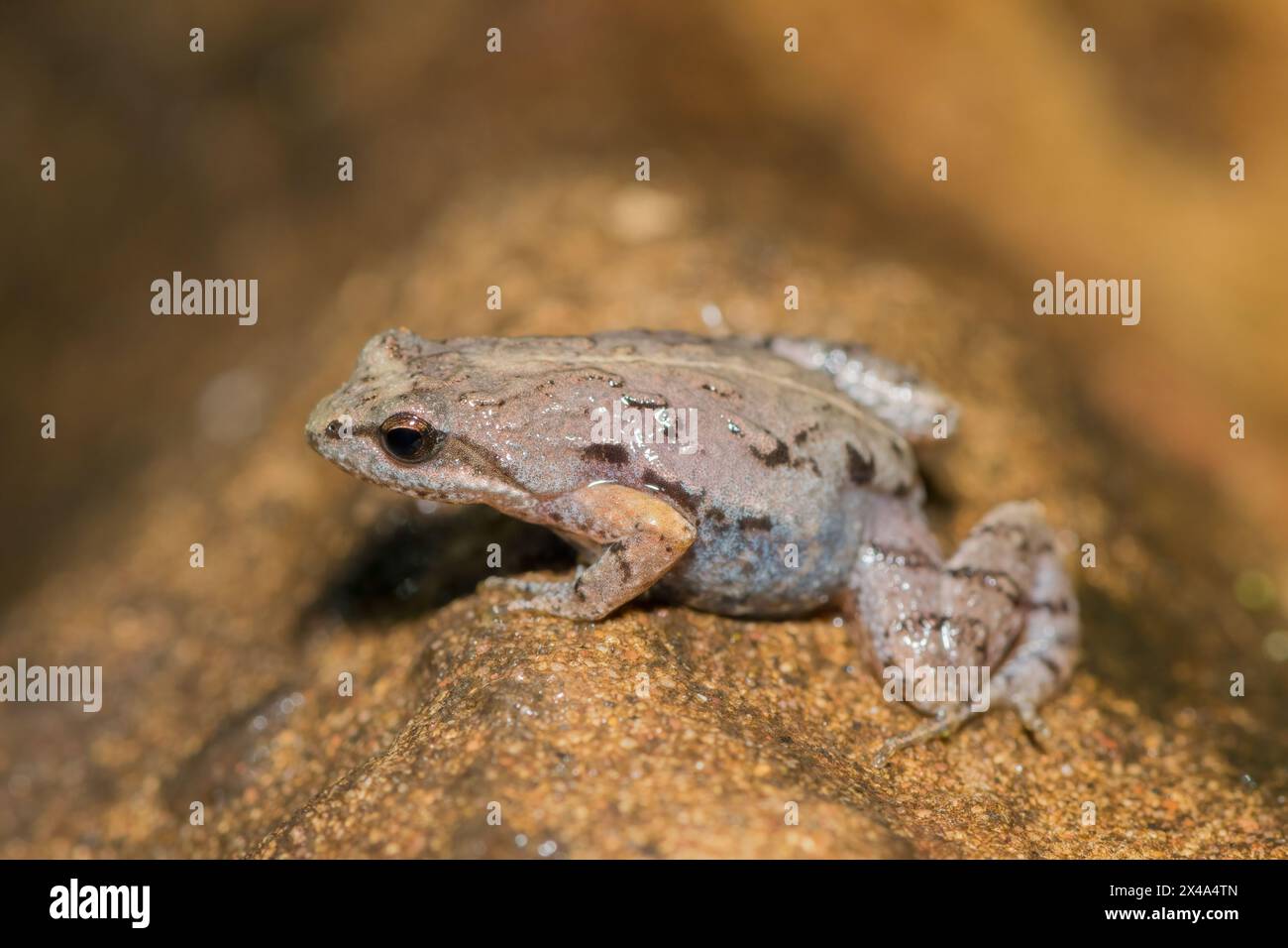 Boettger's dainty frog, or common caco (Cacosternum boettgeri Stock ...