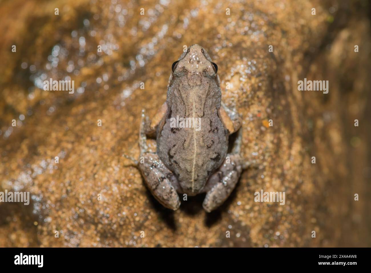Boettger's dainty frog, or common caco (Cacosternum boettgeri Stock ...