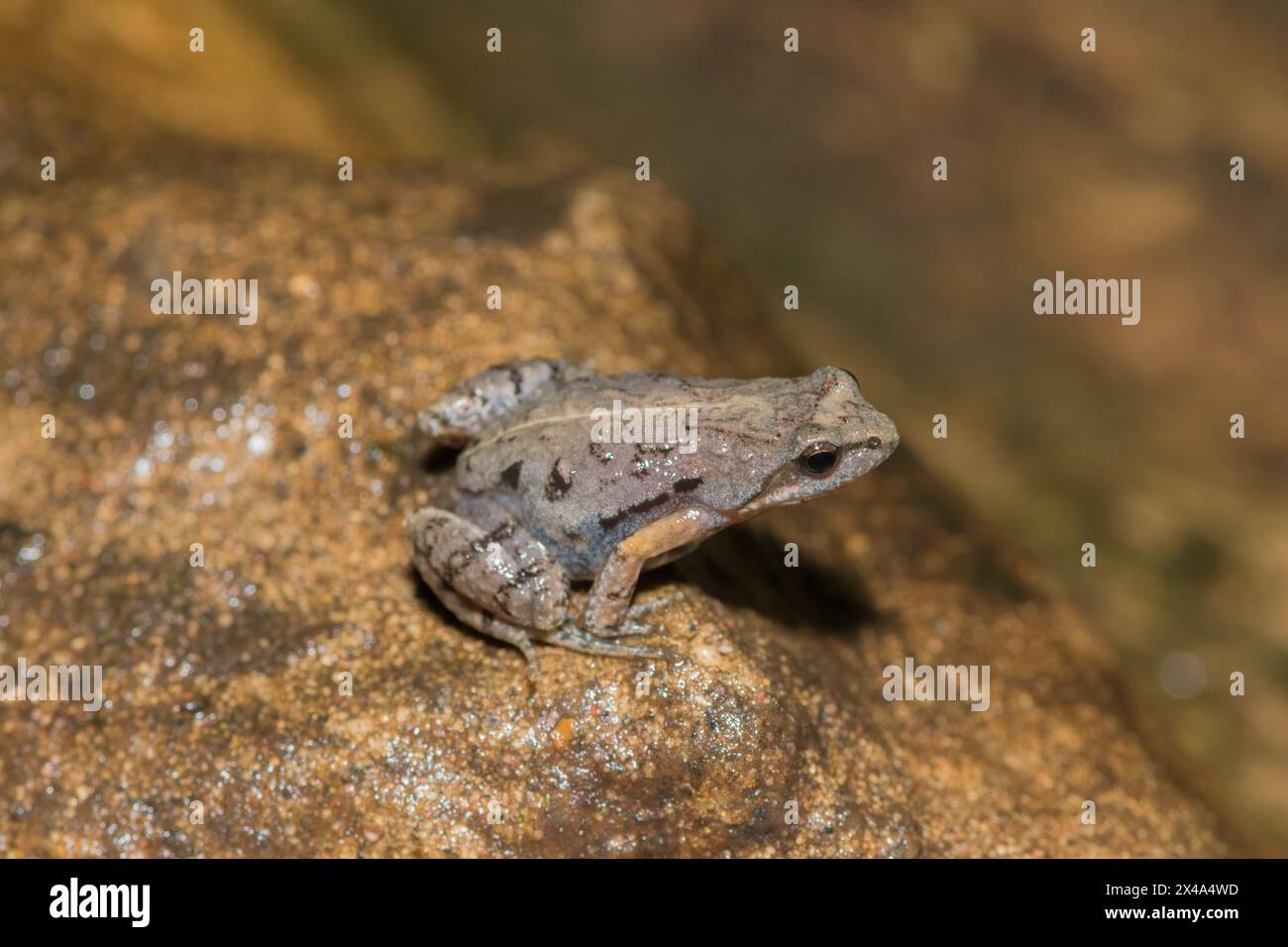 Boettger's dainty frog, or common caco (Cacosternum boettgeri Stock ...