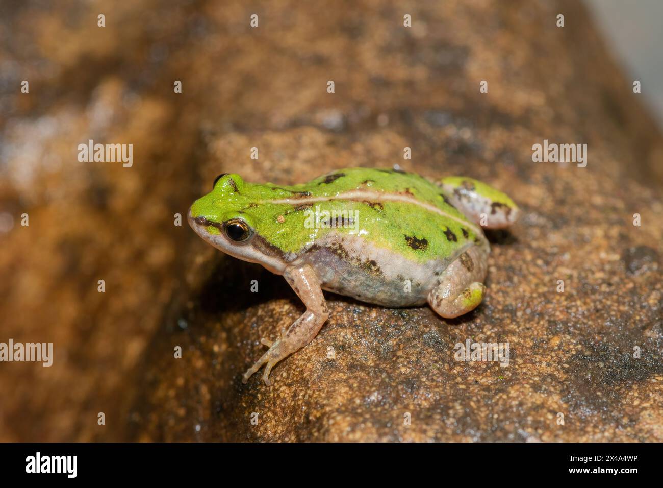 Boettger's dainty frog, or common caco (Cacosternum boettgeri Stock ...