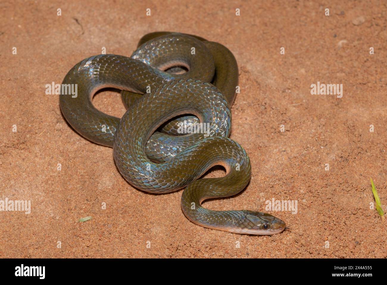 Close-up of a cute common brown water snake (Lycodonomorphus rufulus ...