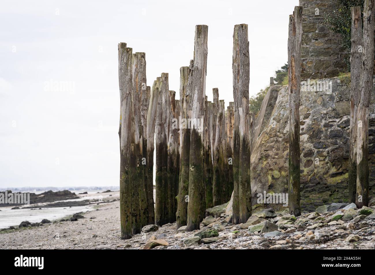 Wooden pillars covered with algae. Coastline of oyster production area ...