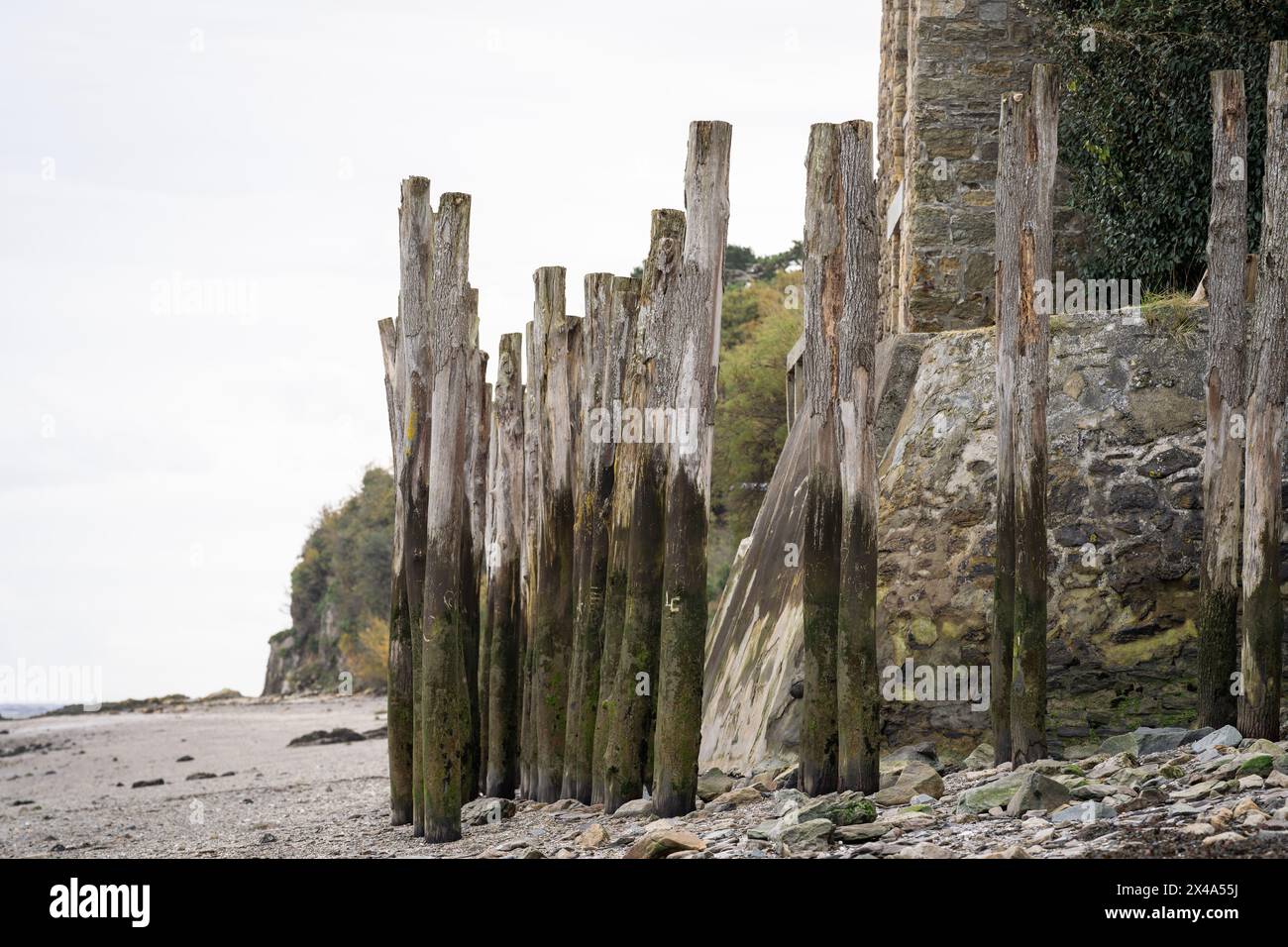 Wooden pillars covered with algae. Coastline of oyster production area ...