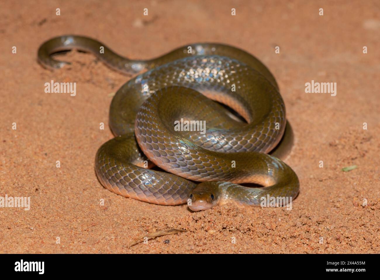 Close-up of a cute common brown water snake (Lycodonomorphus rufulus ...