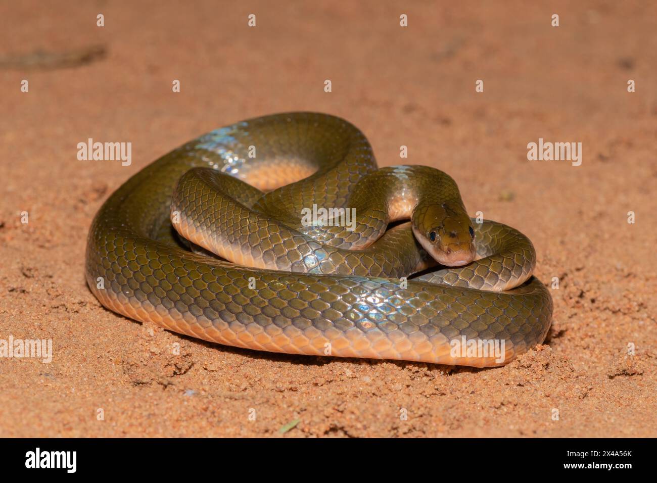 Close-up of a cute common brown water snake (Lycodonomorphus rufulus ...