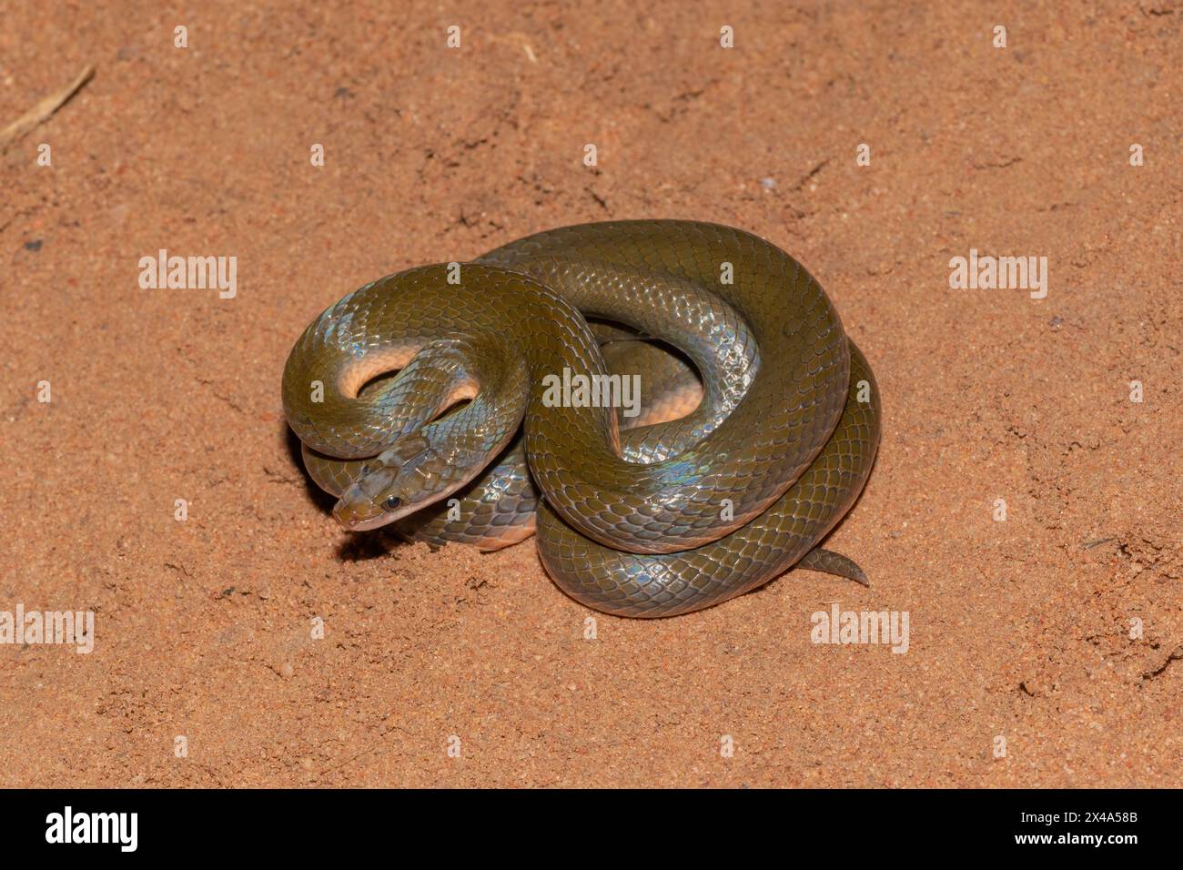 Common water snake hi-res stock photography and images - Alamy