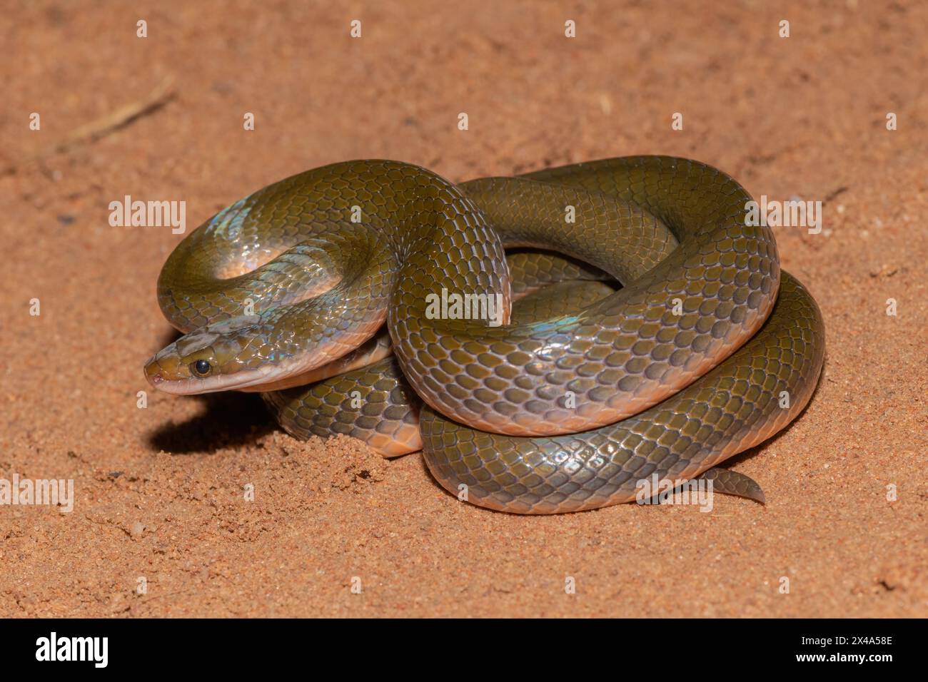 Close-up of a cute common brown water snake (Lycodonomorphus rufulus ...
