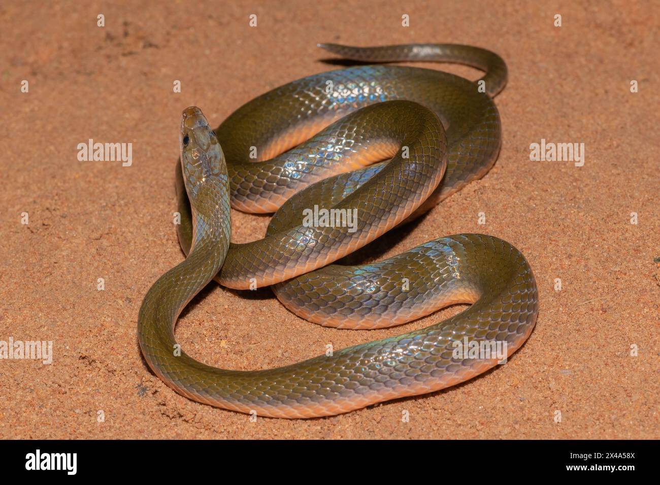 Close-up of a cute common brown water snake (Lycodonomorphus rufulus ...