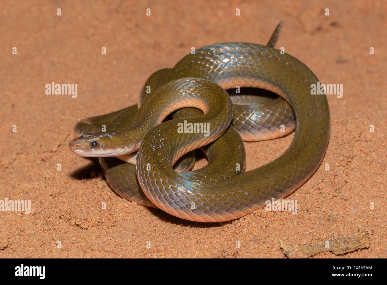 Close-up of a cute common brown water snake (Lycodonomorphus rufulus ...