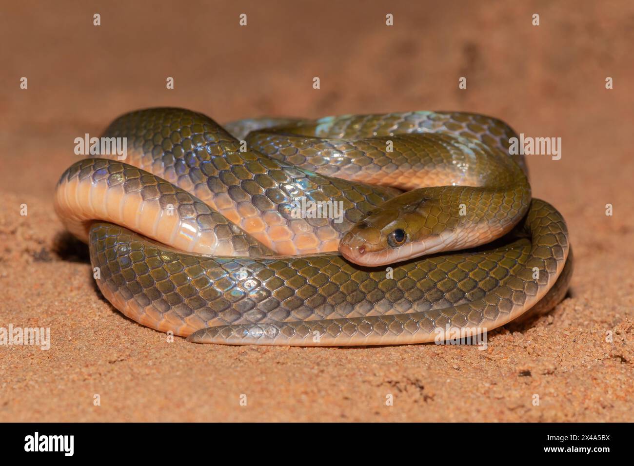 Close-up of a cute common brown water snake (Lycodonomorphus rufulus ...