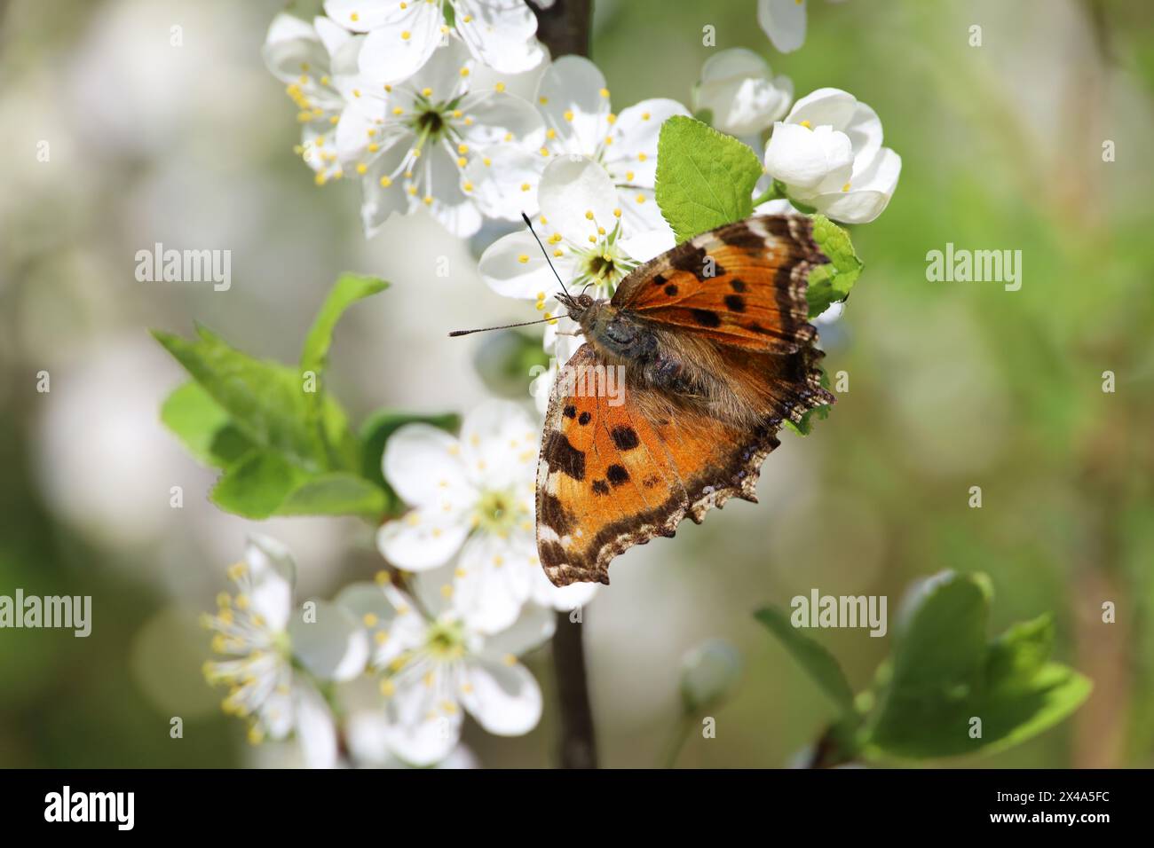 Spring season, European small tortoiseshell butterfly (Aglais urticae ...