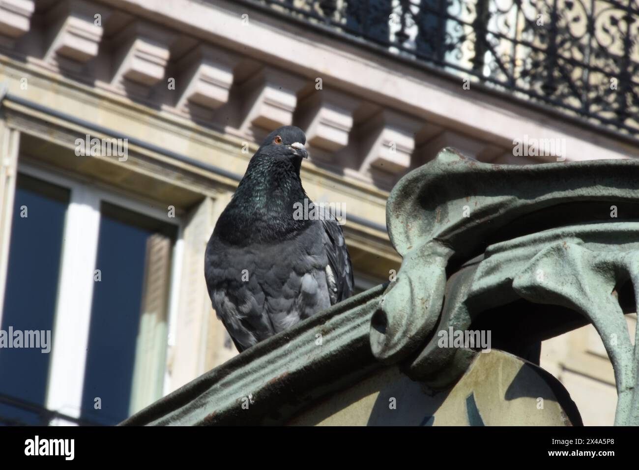 Oiseau le pigeon hi-res stock photography and images - Alamy