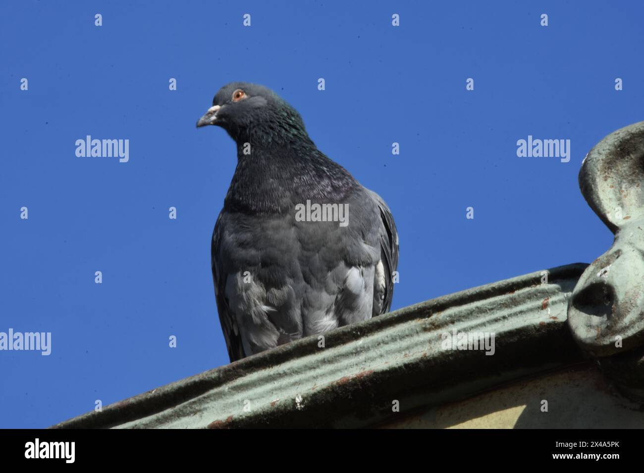Le pigeon de Montmartre, Paris Stock Photo - Alamy
