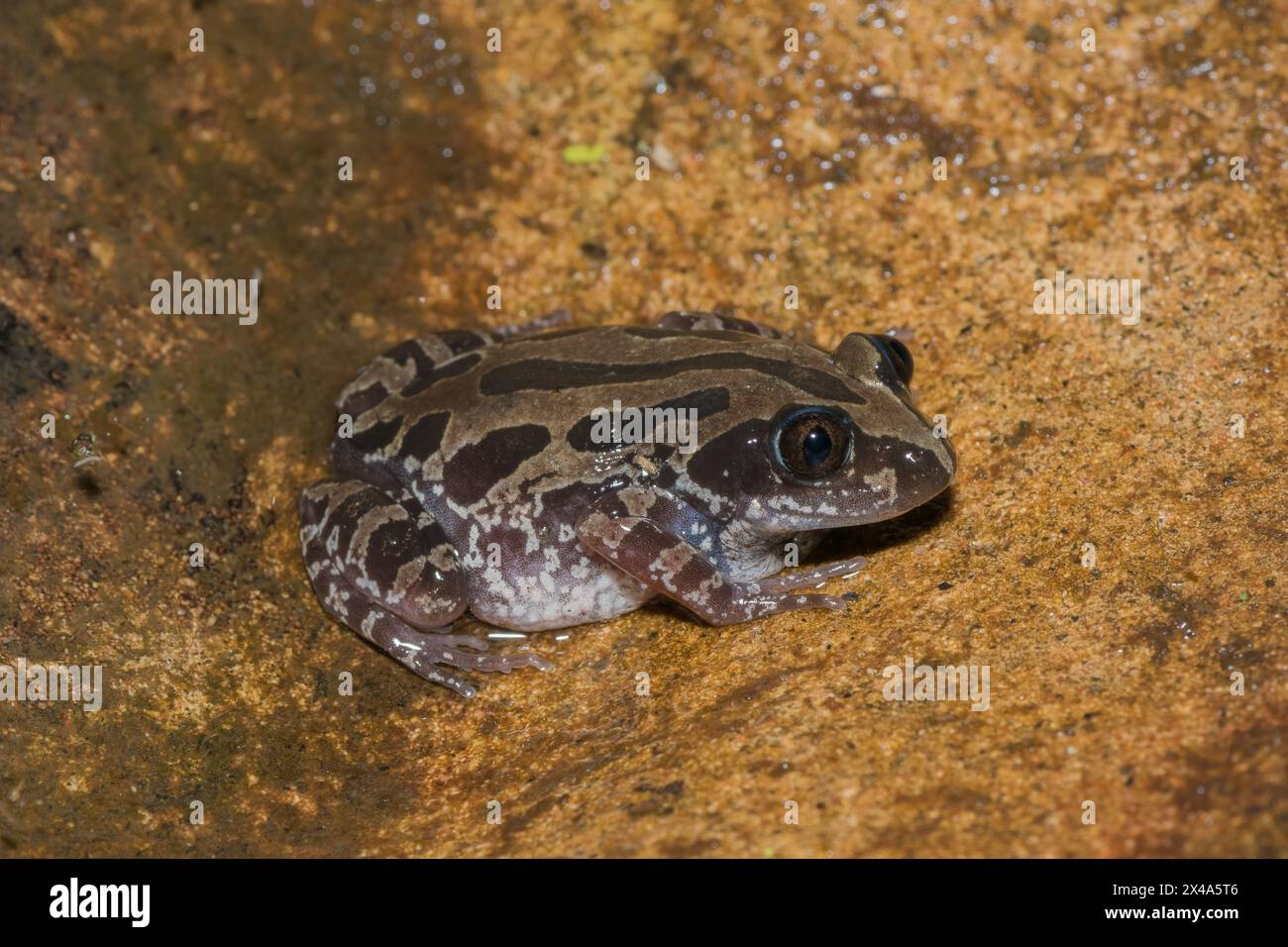 Bubbling Kassina, also known as a Senegal running frog (Kassina ...