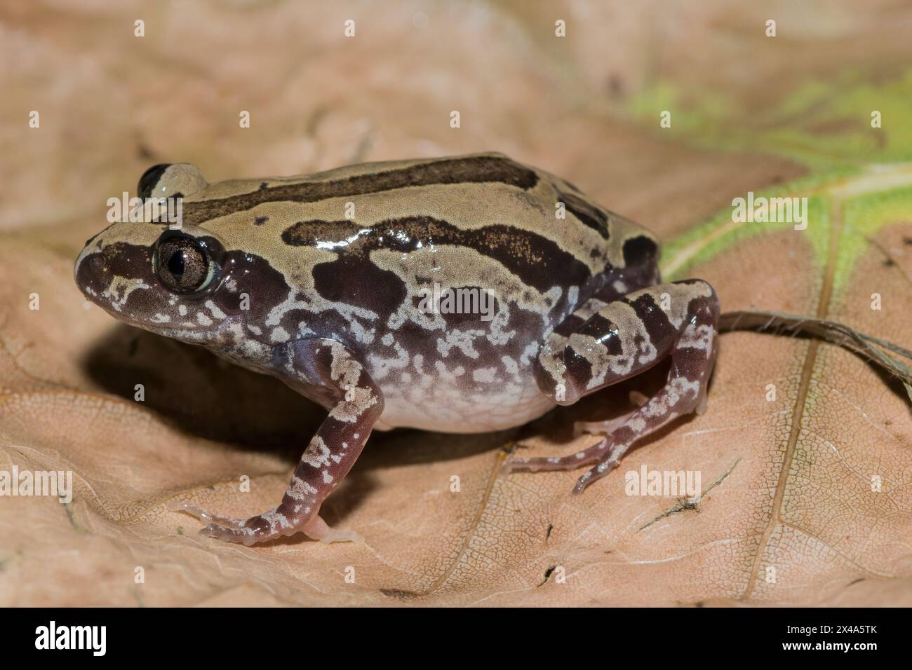 Bubbling Kassina, also known as a Senegal running frog (Kassina ...