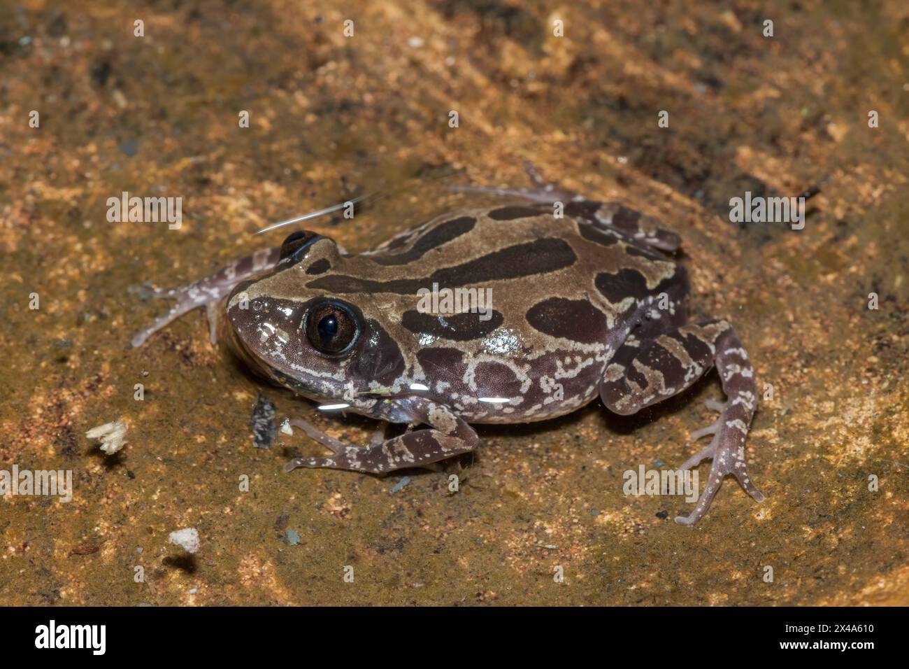 Bubbling Kassina, also known as a Senegal running frog (Kassina ...