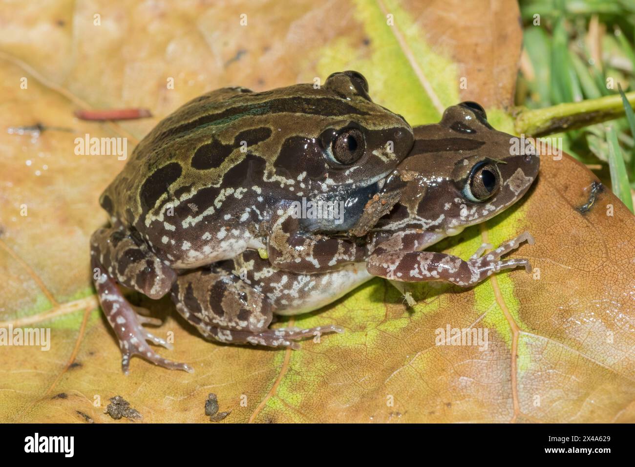 Bubbling Kassina, also known as a Senegal running frog (Kassina ...