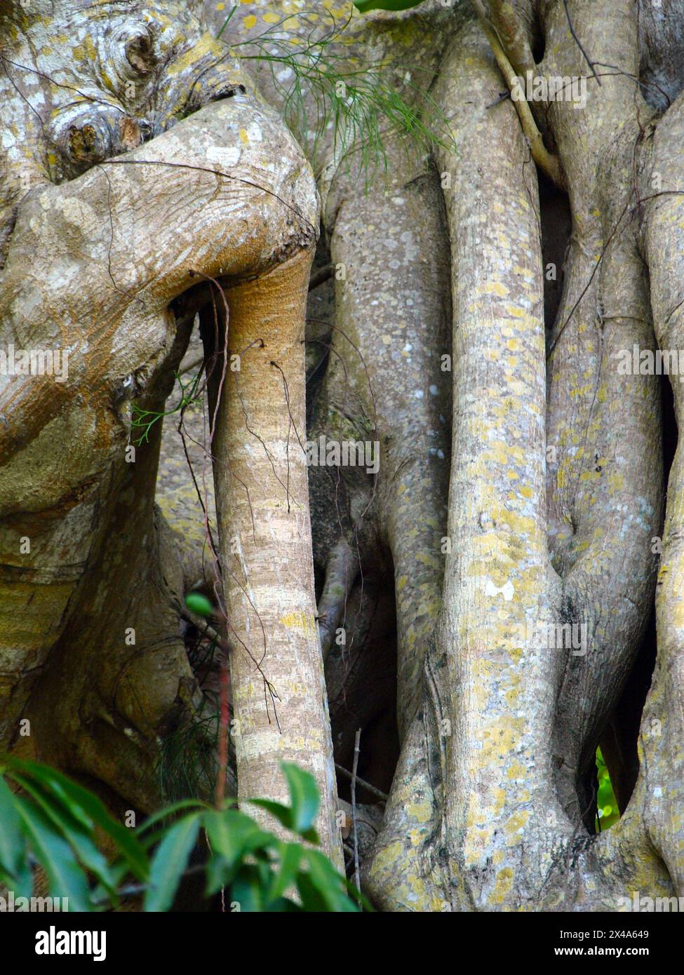 Details of the complex trunk of an old Ficus or banyan tree with yellow ...
