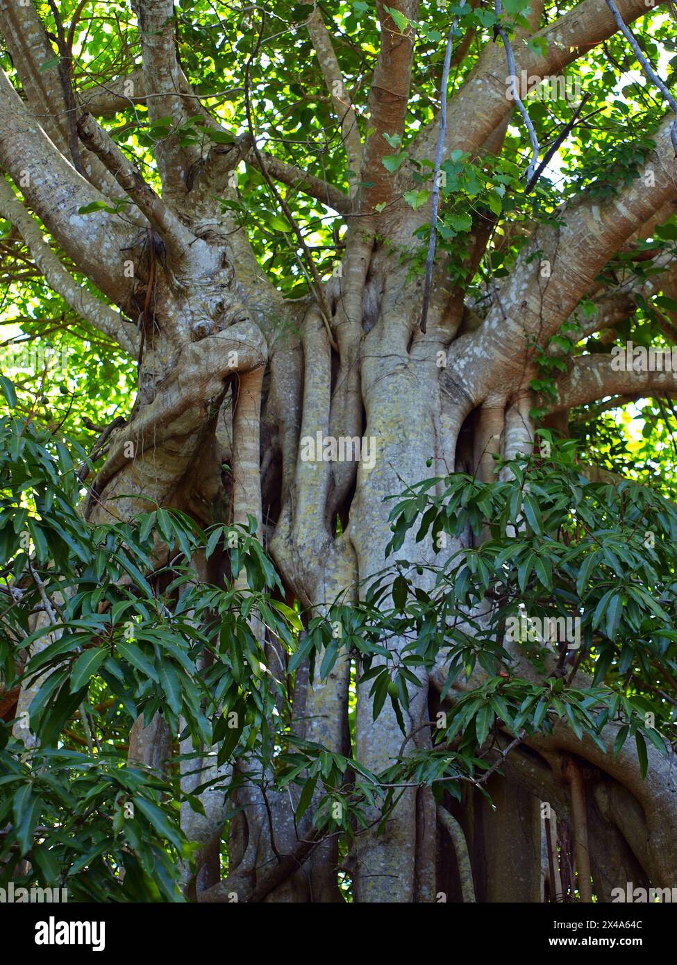 The trunk of an old Ficus or banyan tree with yellow lichens on the ...