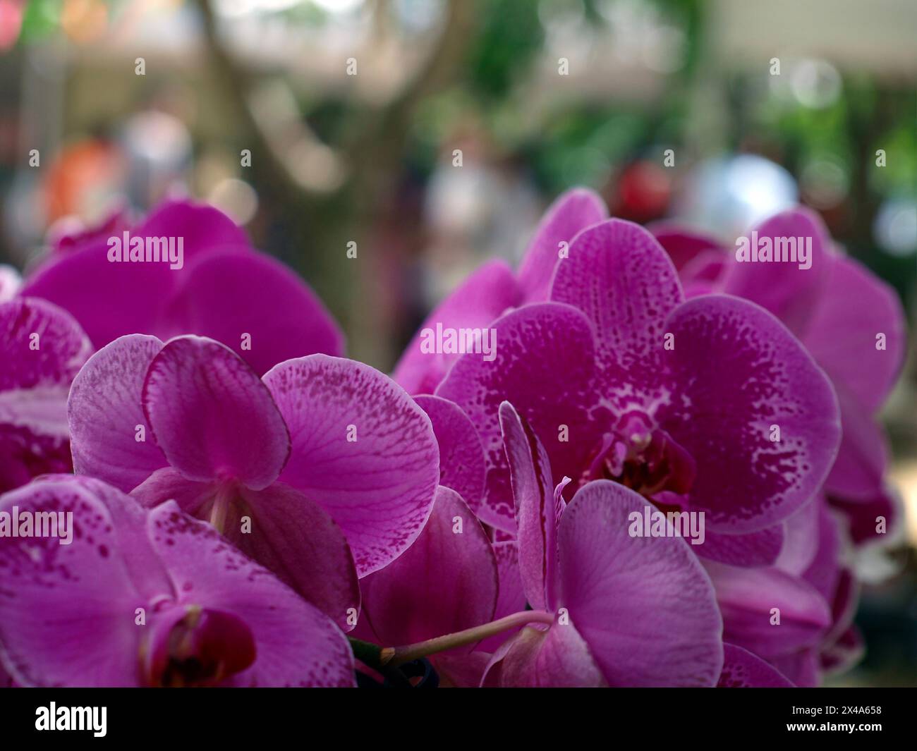 Beautiful purple orchids for sale in a public market. Negative space on ...