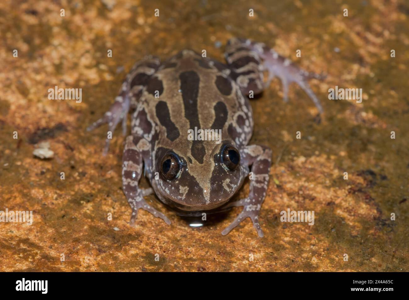 Bubbling Kassina, also known as a Senegal running frog (Kassina ...