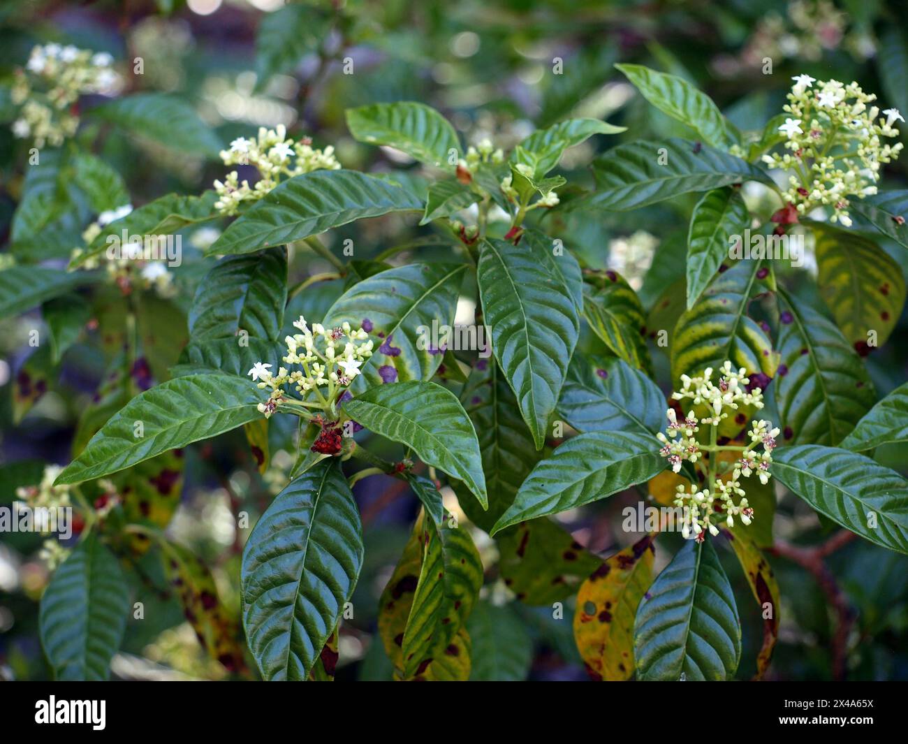 Flowers of wild coffee or Seminole balsamo (Psychotria nervosa), a ...