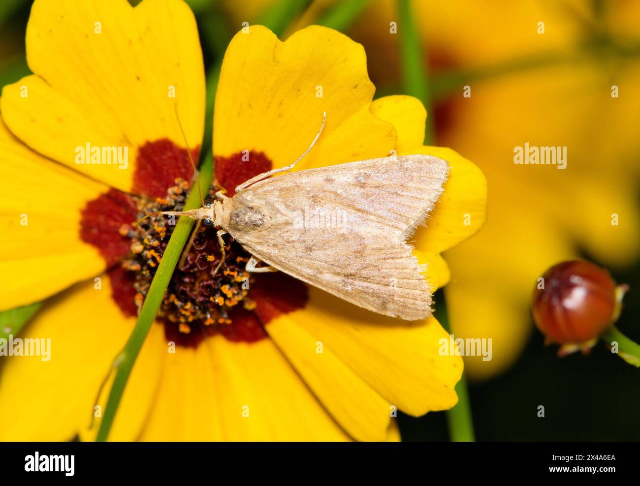 Garden webworm moth (Achyra rantalis) insect on Tickseed flower nature ...
