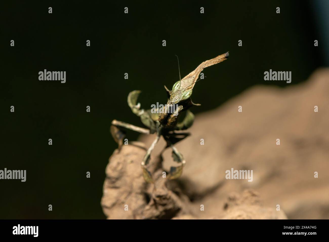Ghost mantis (Phyllocrania paradoxa) displaying leaf-like camouflage ...