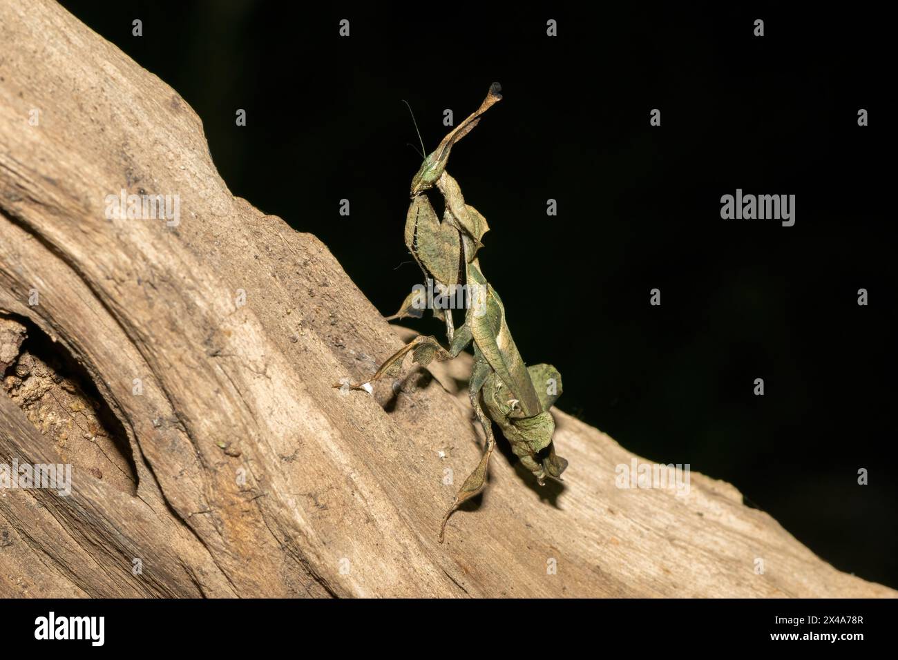 Ghost mantis (Phyllocrania paradoxa) displaying leaf-like camouflage Stock Photo - Alamy