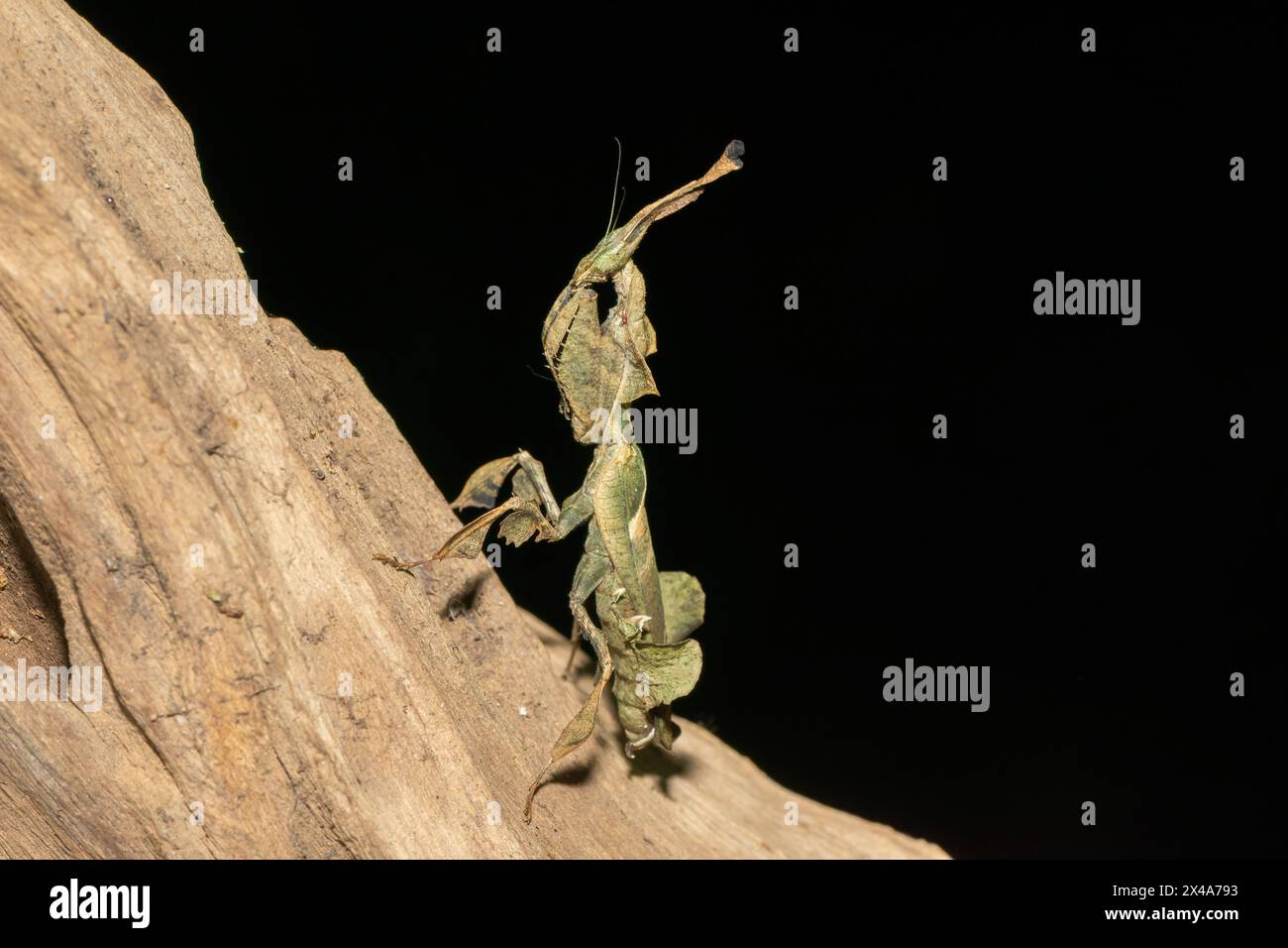 Ghost mantis (Phyllocrania paradoxa) displaying leaf-like camouflage ...