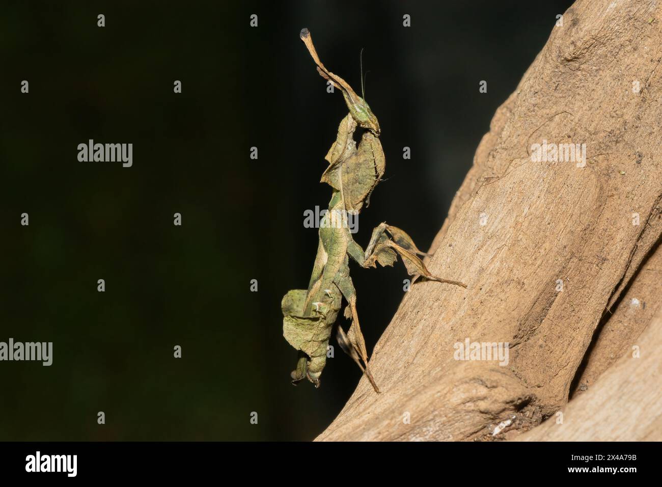 Ghost mantis (Phyllocrania paradoxa) displaying leaf-like camouflage ...