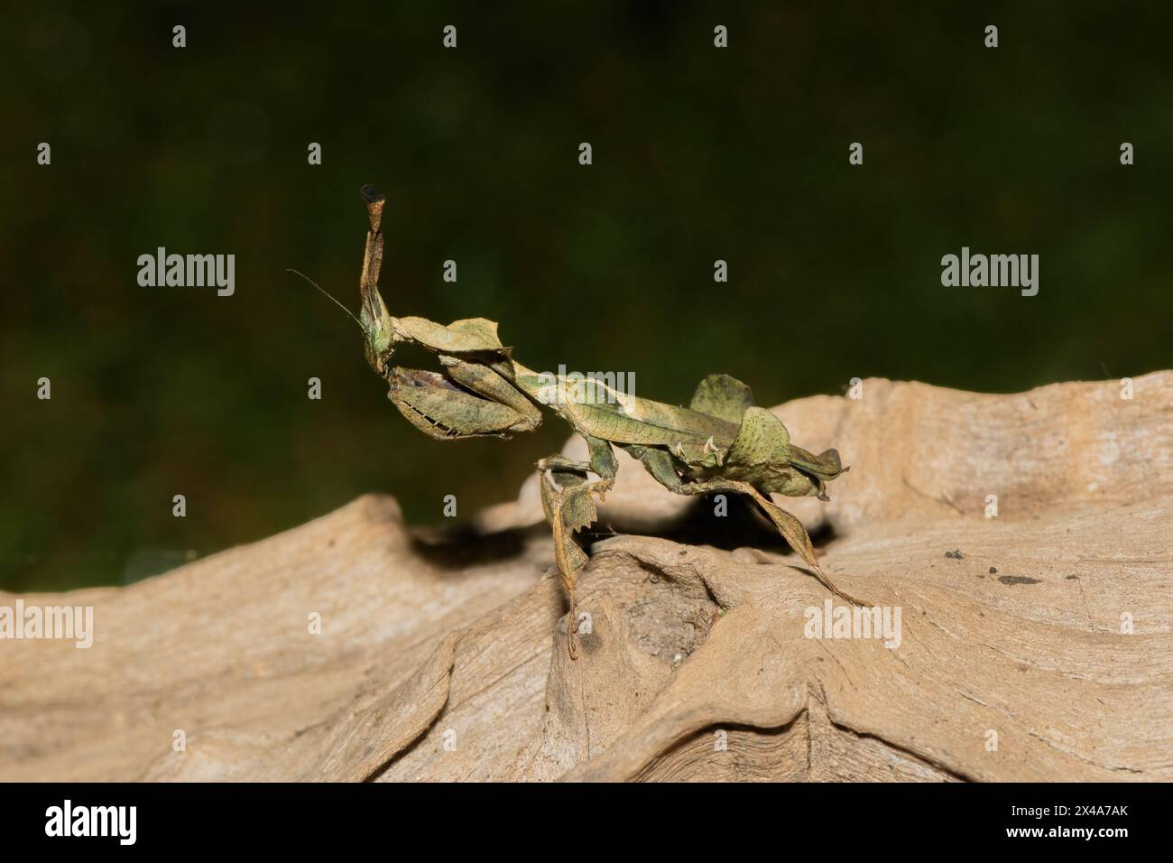 Ghost mantis (Phyllocrania paradoxa) displaying leaf-like camouflage ...