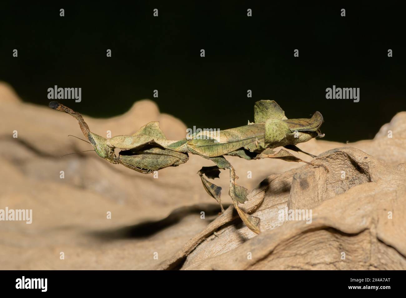 Ghost mantis (Phyllocrania paradoxa) displaying leaf-like camouflage ...